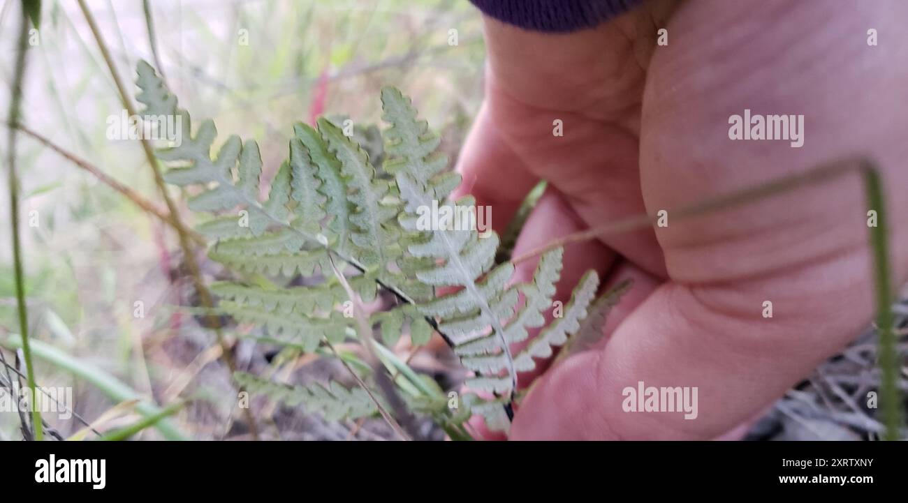 San Diego Silverback Fern (Pentagramma glanduloviscida) Plantae Stock ...