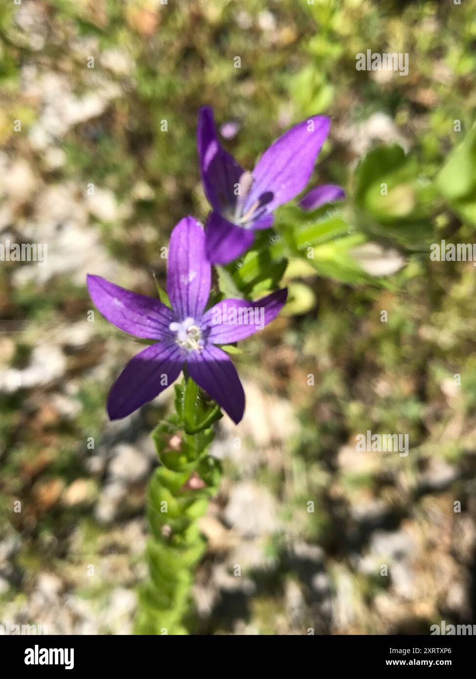 clasping Venus's looking glass (Triodanis perfoliata) Plantae Stock ...