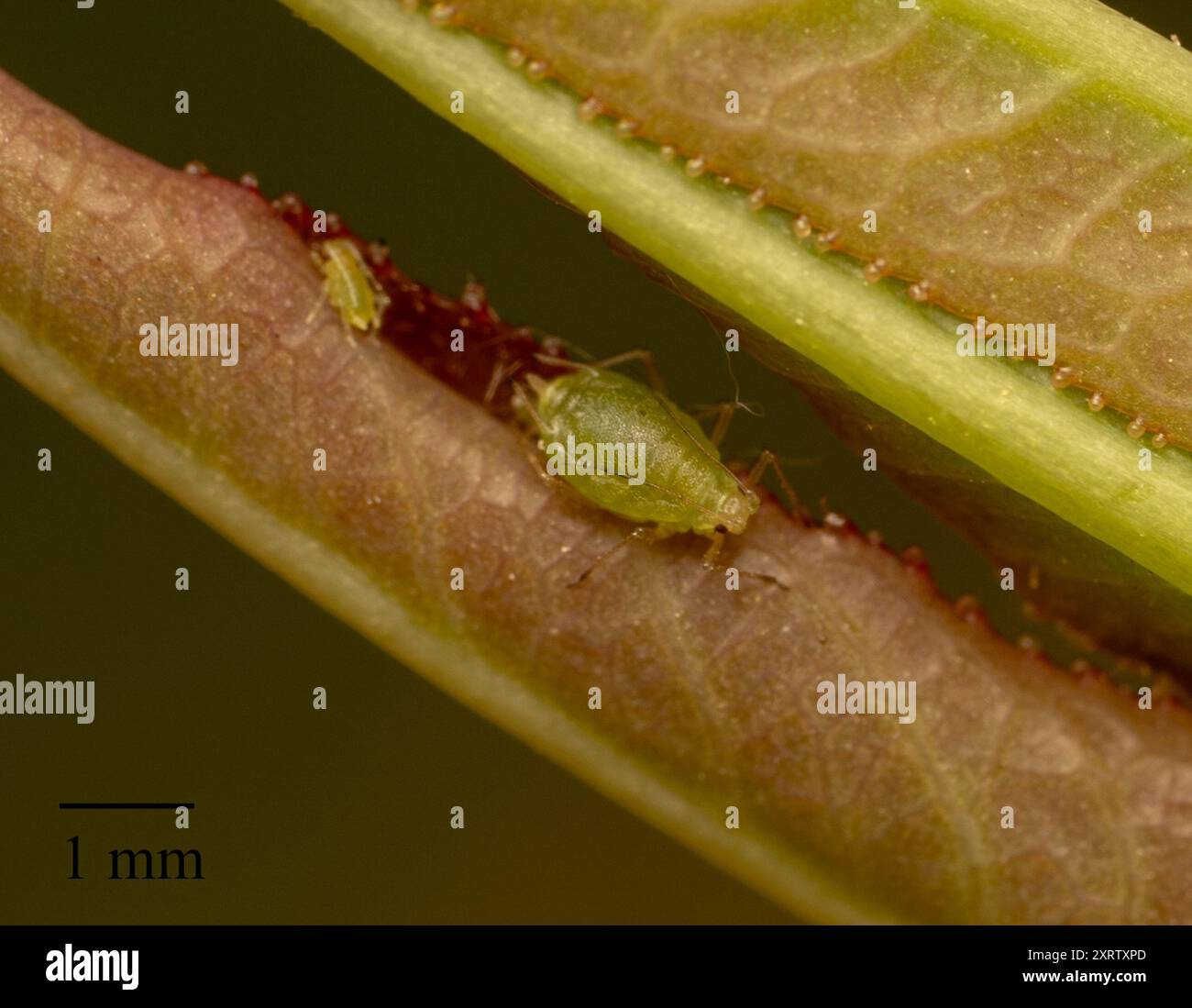 Green Peach Aphid (Myzus persicae) Insecta Stock Photo - Alamy