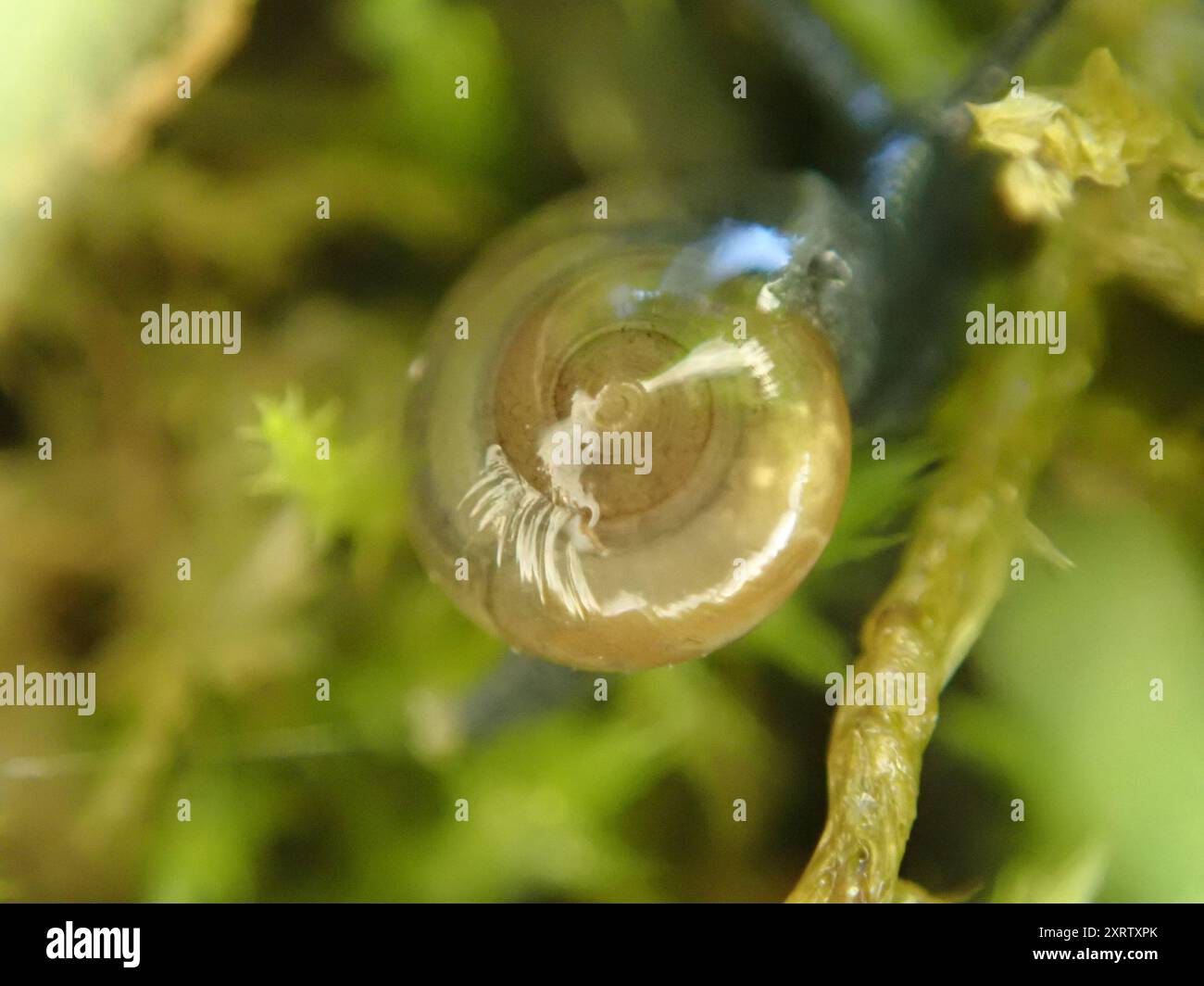 Common Land Snails and Slugs (Stylommatophora) Mollusca Stock Photo - Alamy