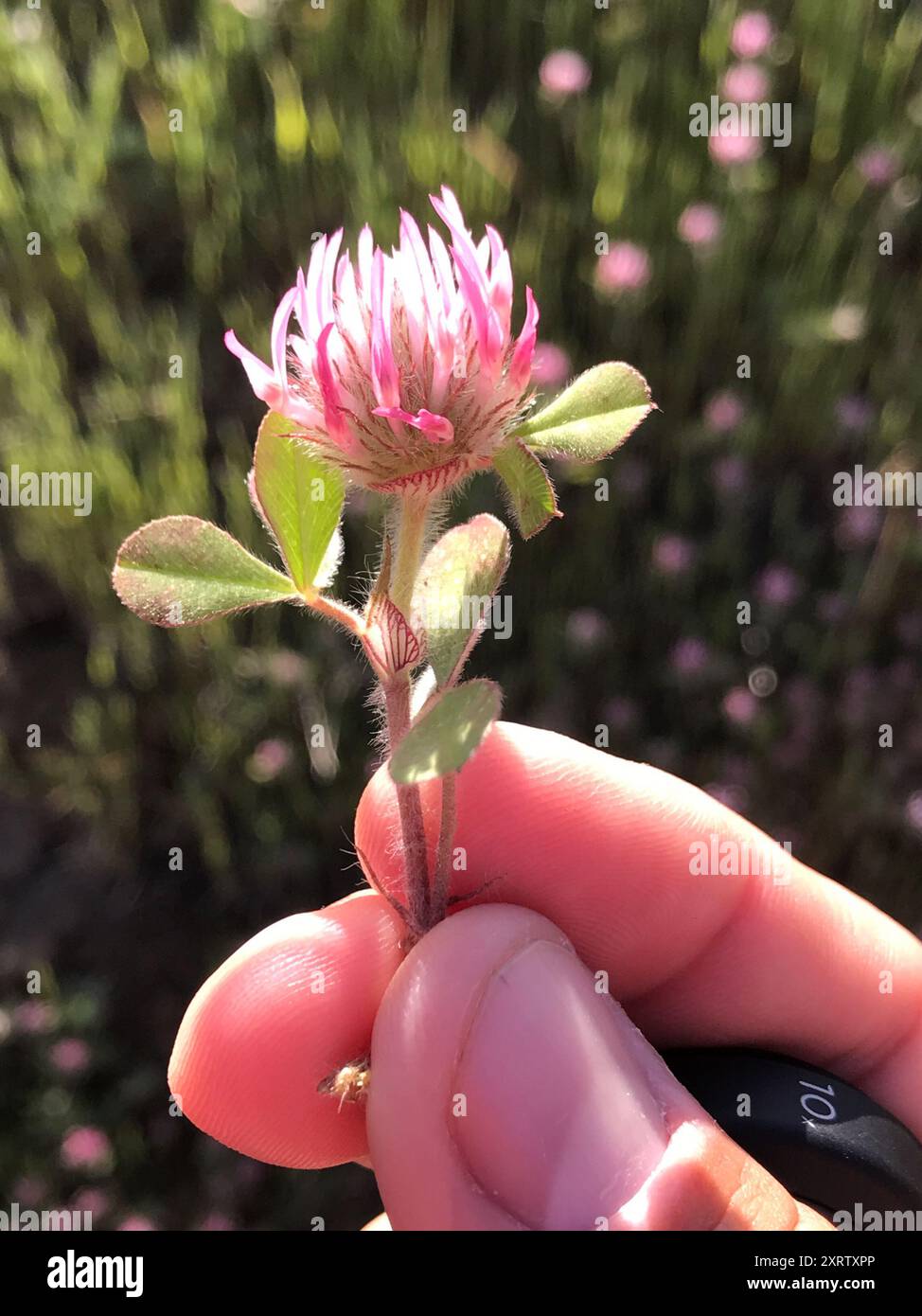Rose Clover (Trifolium hirtum) Plantae Stock Photo - Alamy