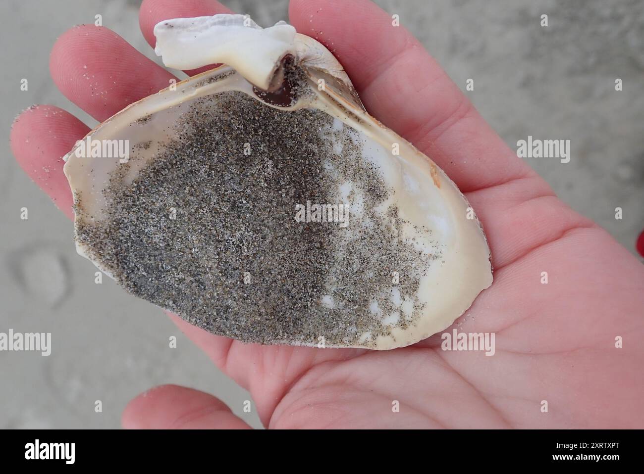 West Atlantic Surfclam (Spisula solidissima) Mollusca Stock Photo - Alamy