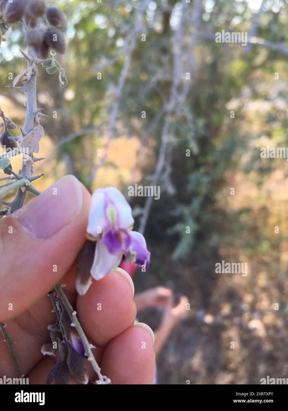 desert ironwood (Olneya tesota) Plantae Stock Photo - Alamy