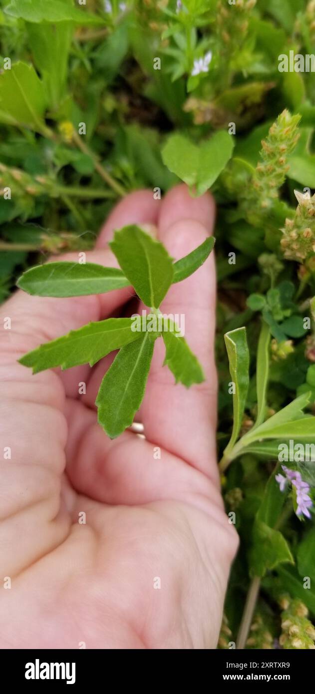 turkey tangle frogfruit (Phyla nodiflora) Plantae Stock Photo - Alamy