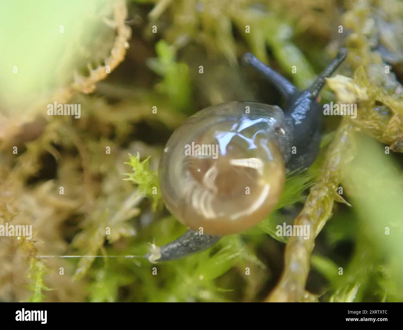 Common Land Snails and Slugs (Stylommatophora) Mollusca Stock Photo - Alamy
