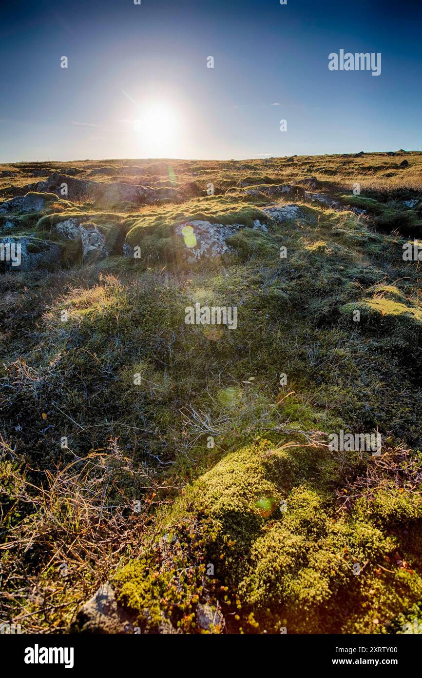 Moss covered lava rocks in Western Iceland coloured deep green in the ...
