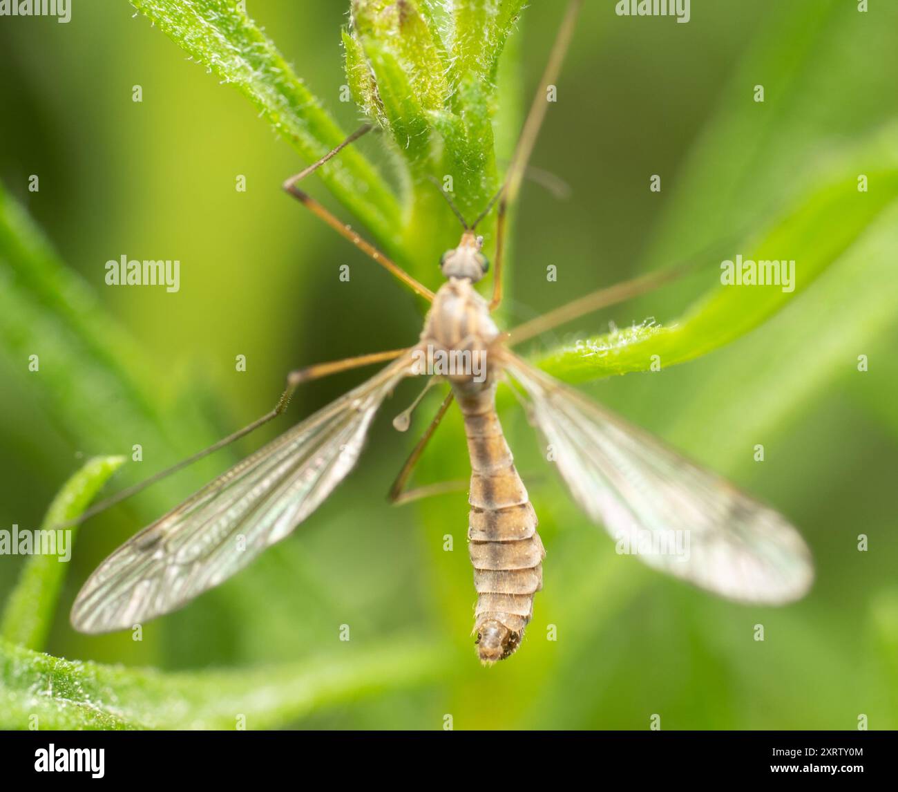 Crane Flies (Tipulomorpha) Insecta Stock Photo - Alamy