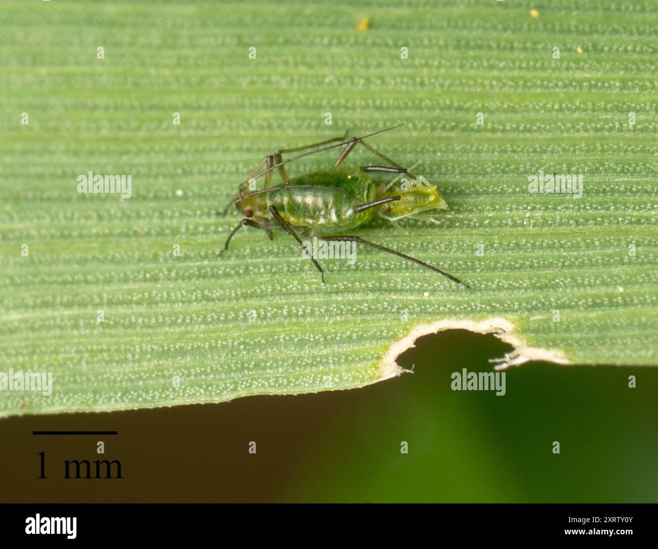 Grain Aphid (Sitobion fragariae) Insecta Stock Photo - Alamy