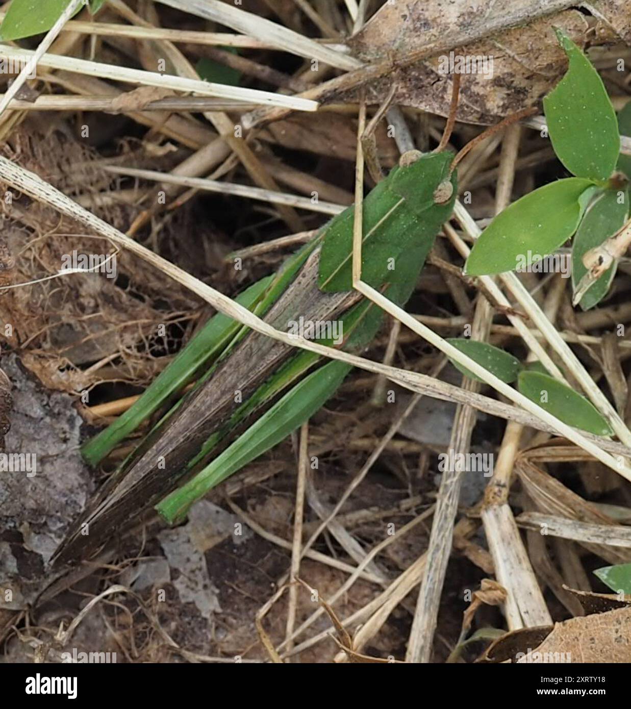 Green-striped Grasshopper (Chortophaga viridifasciata) Insecta Stock ...