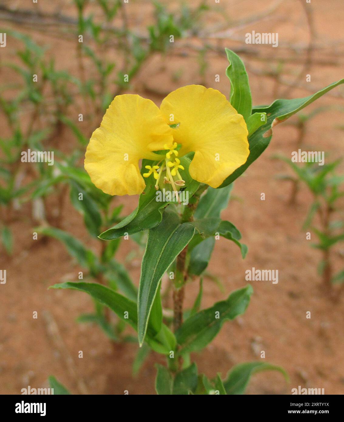 African Yellow Dayflower (Commelina africana) Plantae Stock Photo - Alamy