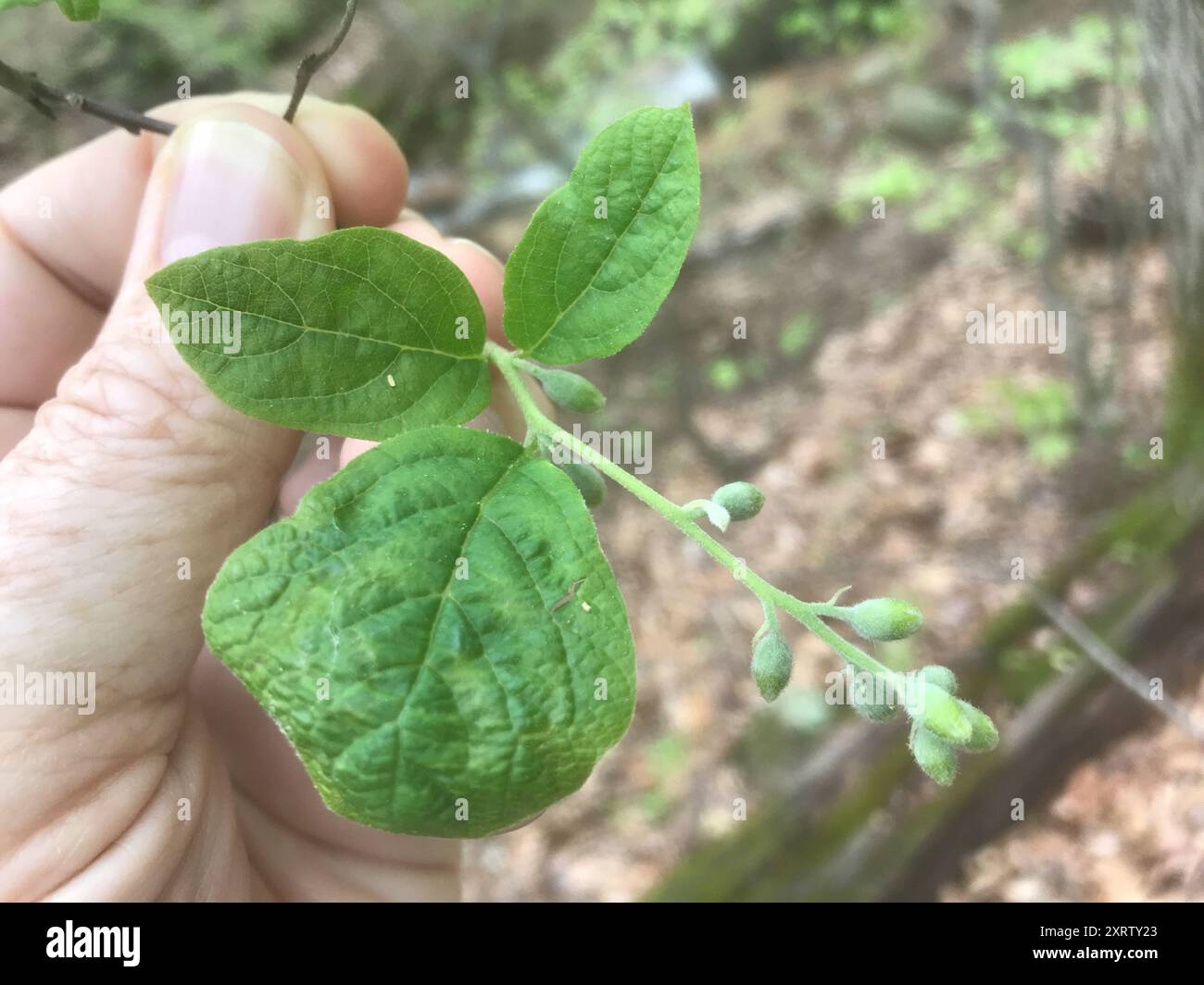 Bigleaf Snowbell (Styrax grandifolius) Plantae Stock Photo - Alamy