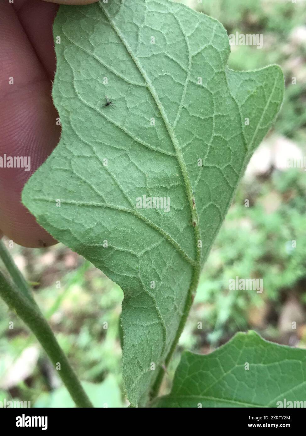 western horsenettle (Solanum dimidiatum) Plantae Stock Photo - Alamy