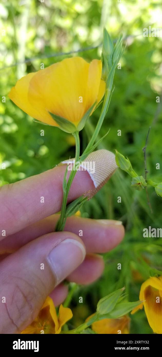 Yellow Flax (Linum rigidum) Plantae Stock Photo - Alamy
