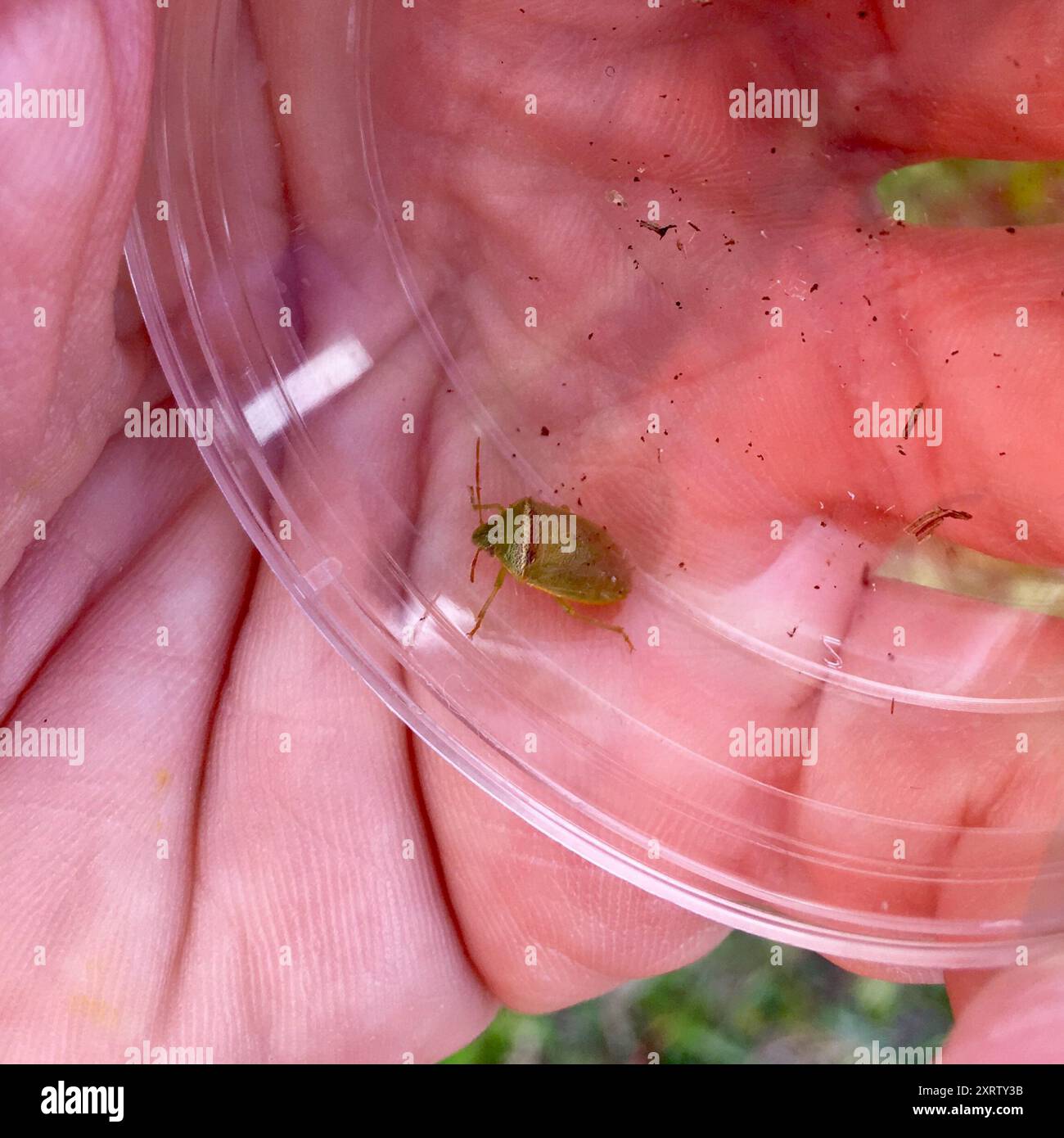 Red-banded Stink Bug (Piezodorus guildinii) Insecta Stock Photo - Alamy