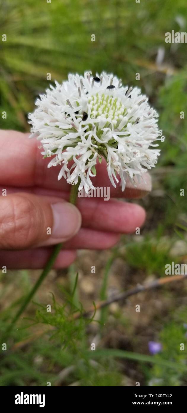 Barbara's-buttons (Marshallia caespitosa) Plantae Stock Photo - Alamy