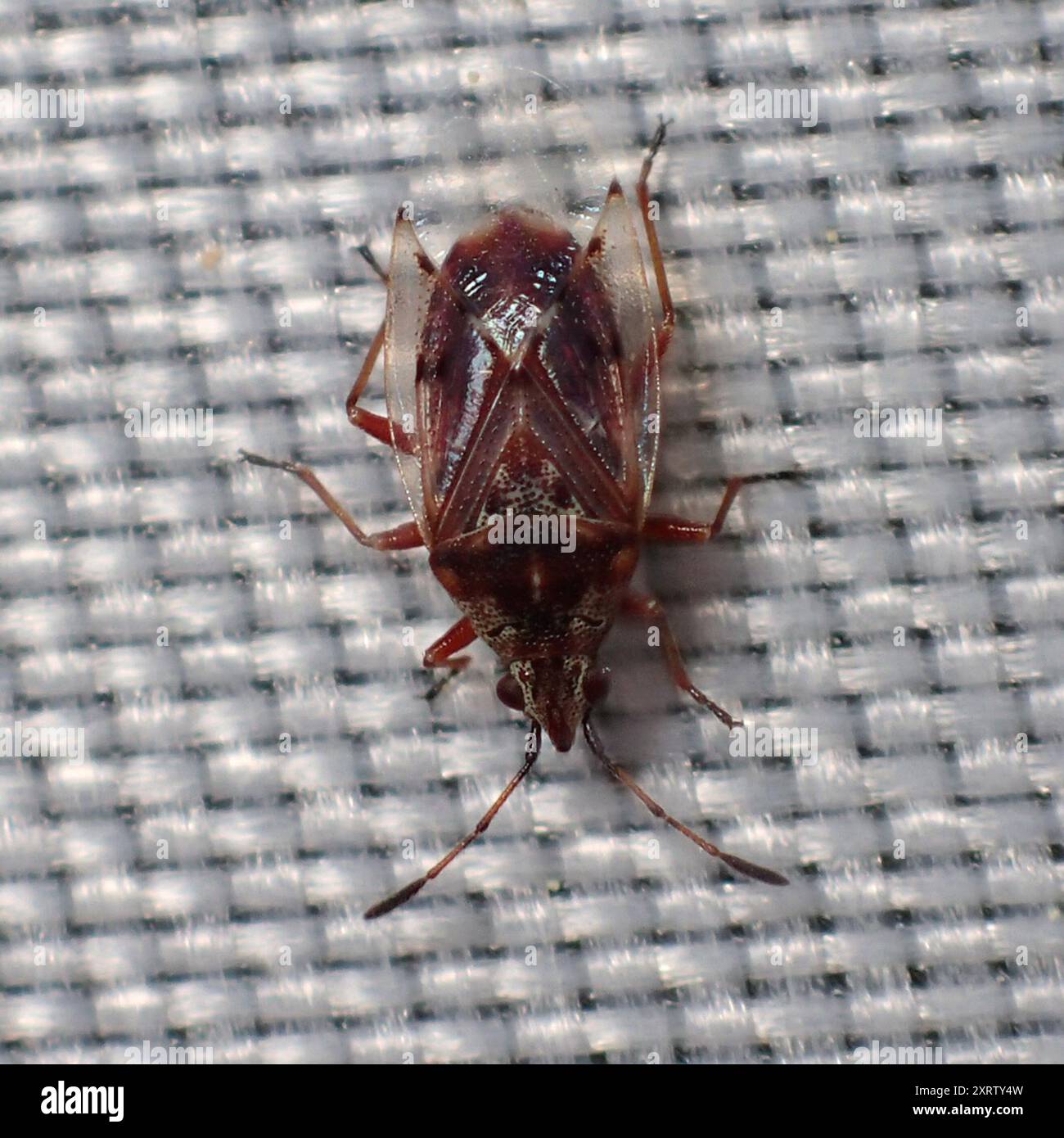 Birch Catkin Bug (Kleidocerys resedae) Insecta Stock Photo - Alamy