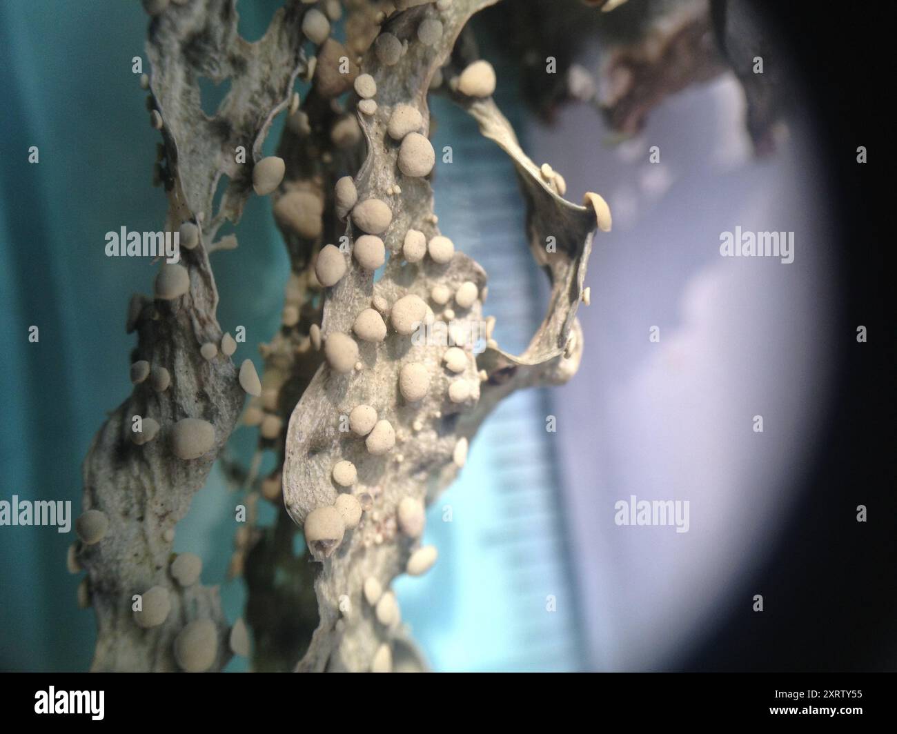 cartilage lichen (Ramalina celastri) Fungi Stock Photo - Alamy
