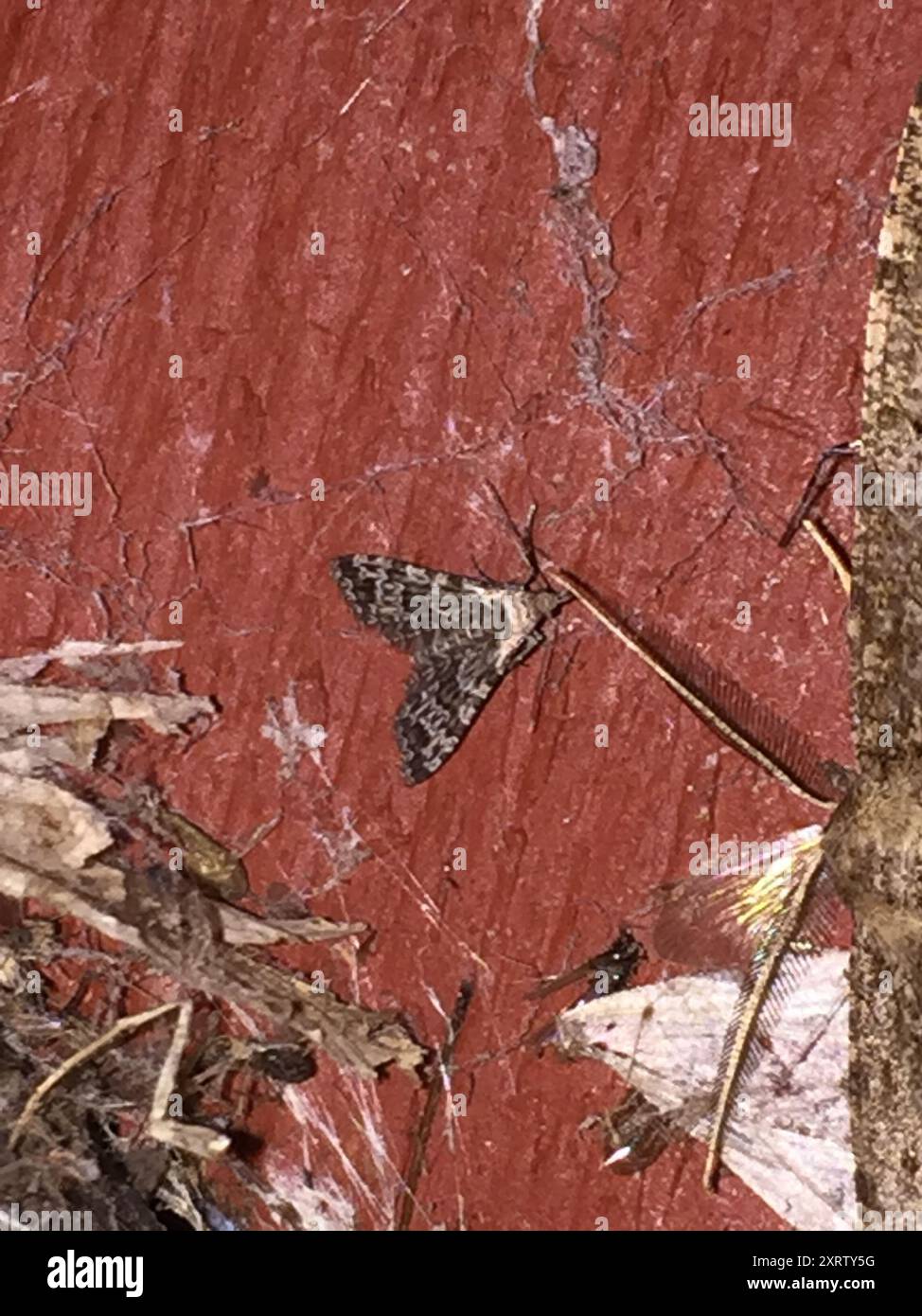 Montana Six-plume Moth (Alucita montana) Insecta Stock Photo - Alamy