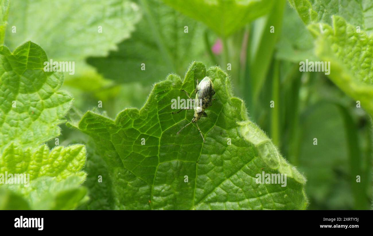 Nettle weevil (Phyllobius pomaceus) Insecta Stock Photo - Alamy