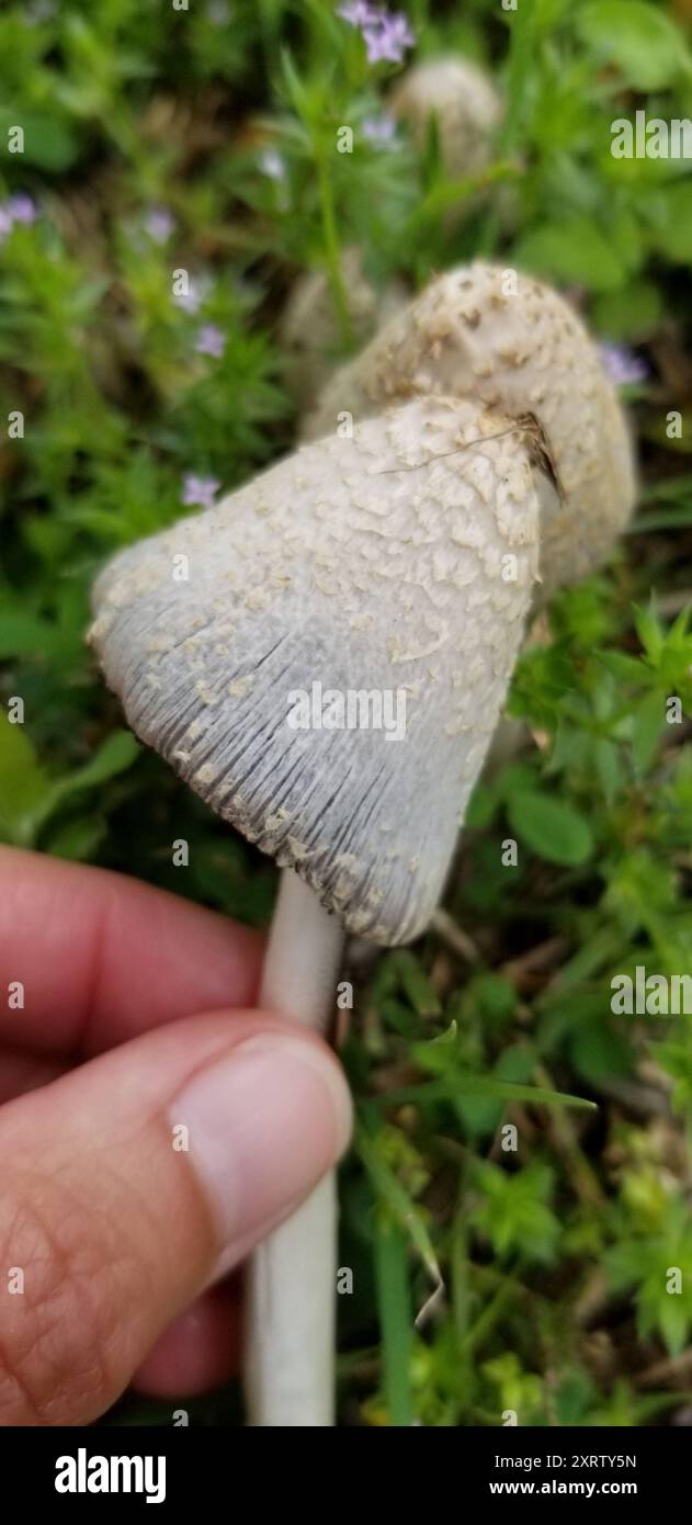 scaly ink cap (Coprinopsis variegata) Fungi Stock Photo - Alamy