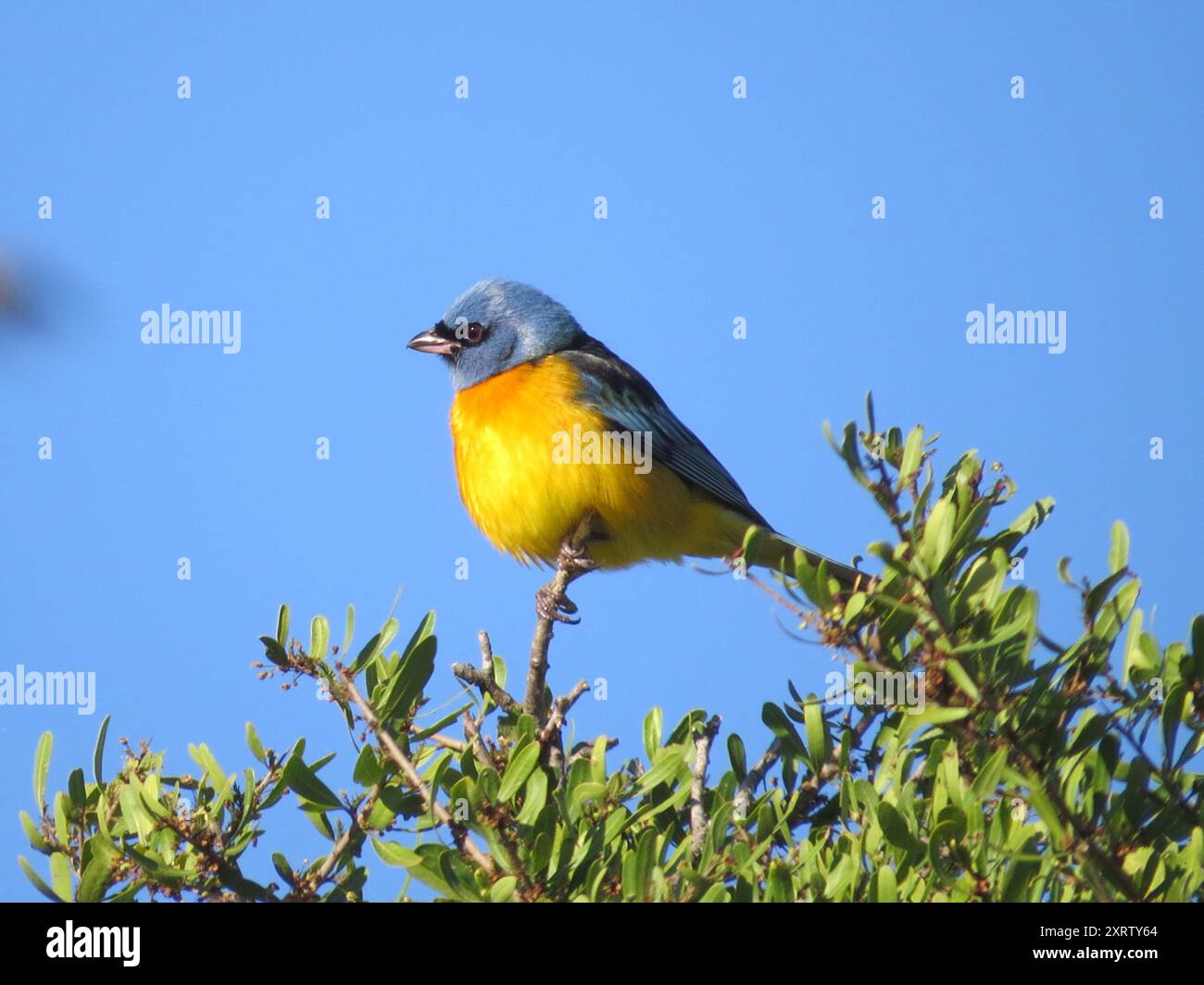 Blue-and-yellow Tanager (Rauenia bonariensis) Aves Stock Photo - Alamy