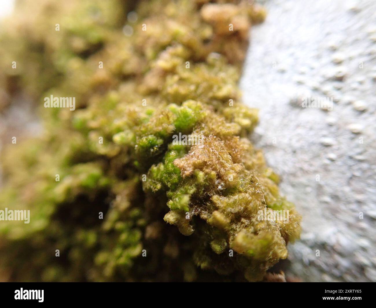 Tree Fringewort (Ptilidium pulcherrimum) Plantae Stock Photo - Alamy