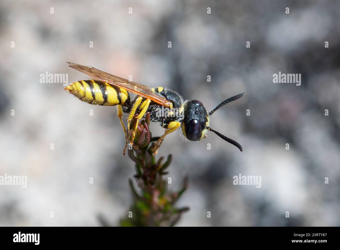 European beewolf (Philanthus triangulum), a solitary wasp species on ...