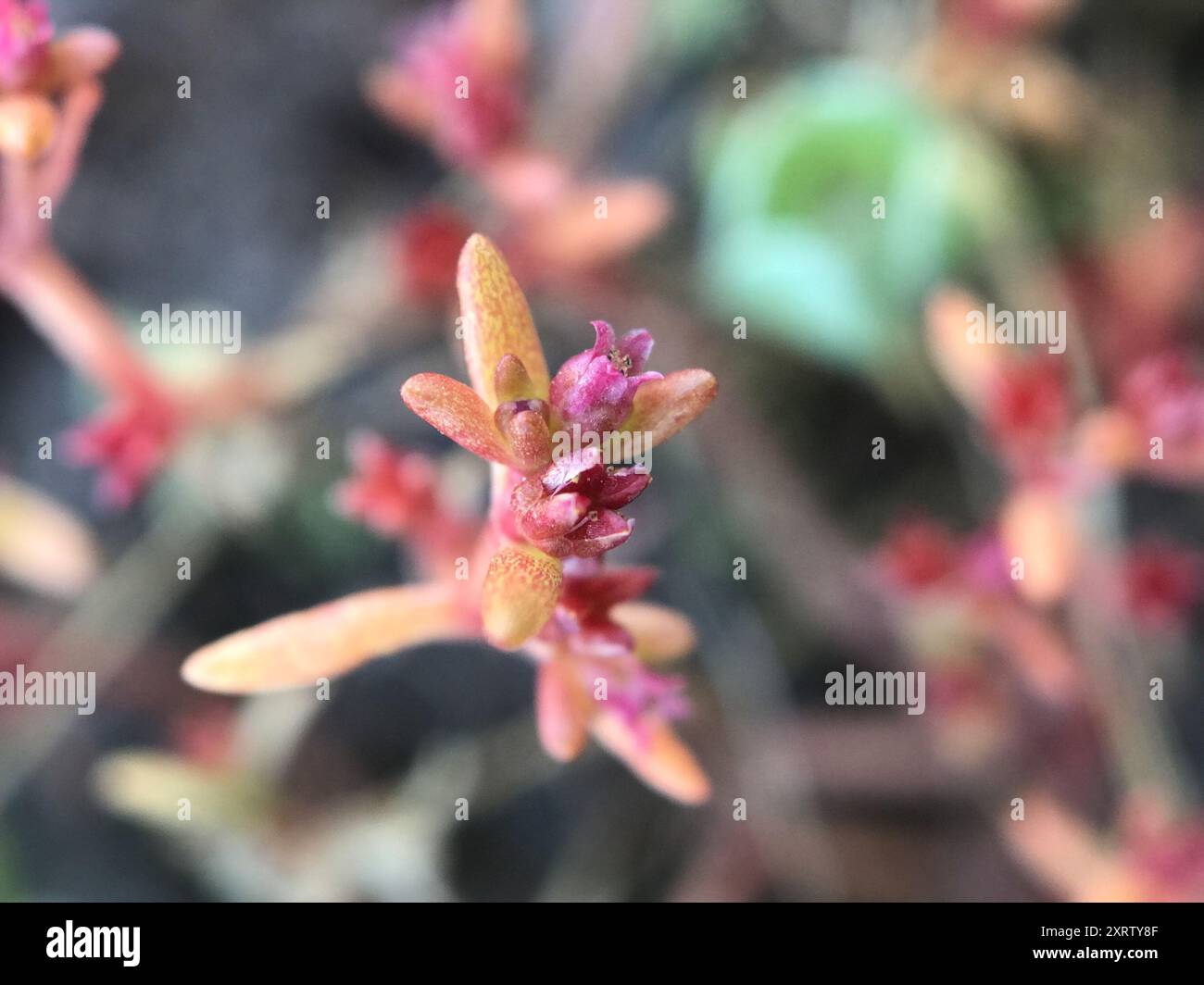 sand pygmyweed (Crassula connata) Plantae Stock Photo - Alamy