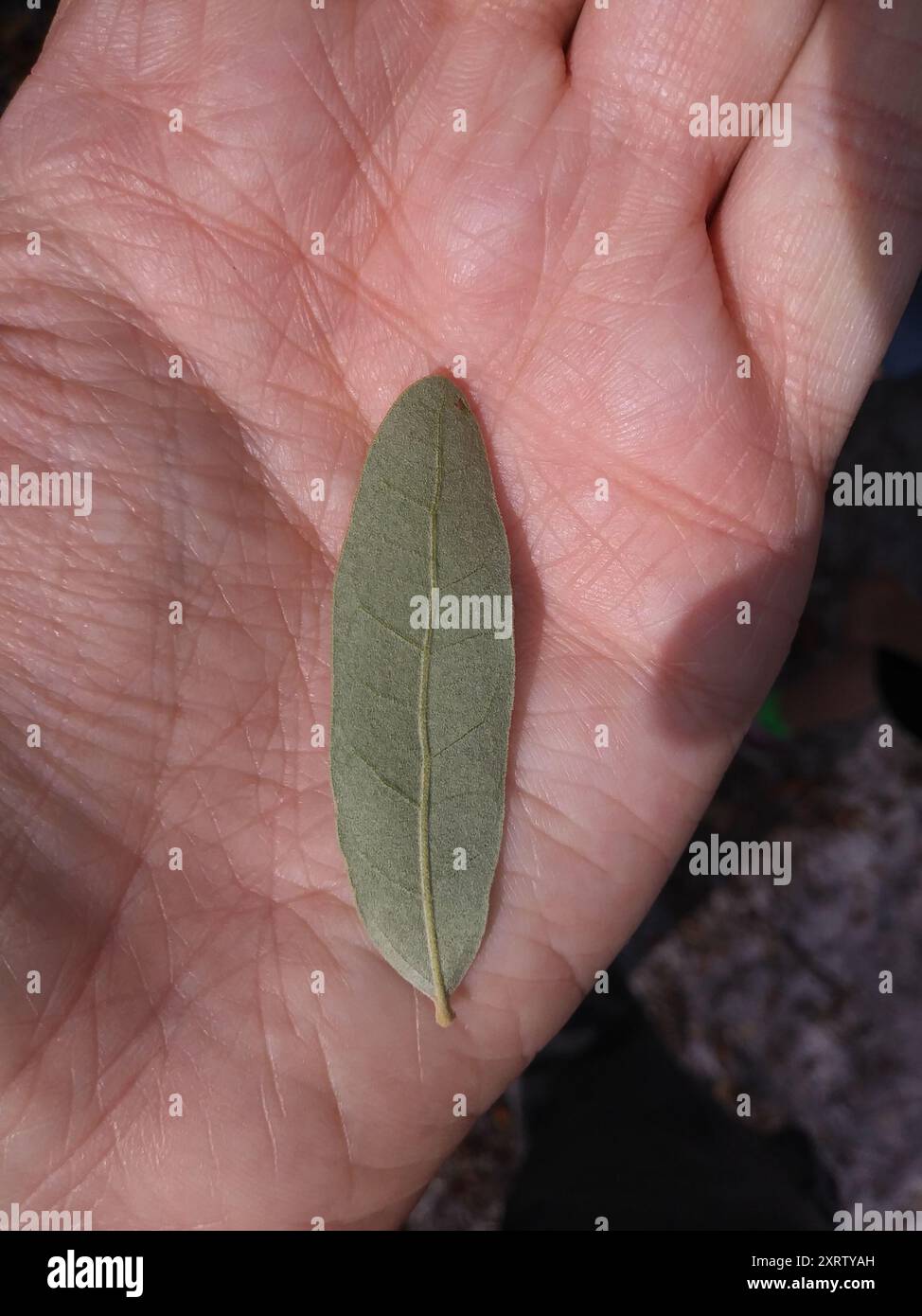 bluejack oak (Quercus incana) Plantae Stock Photo - Alamy