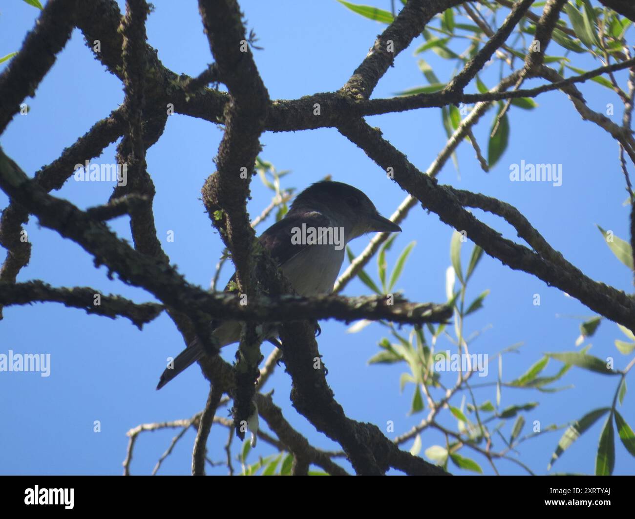 Crested Becard (Pachyramphus validus) Aves Stock Photo - Alamy