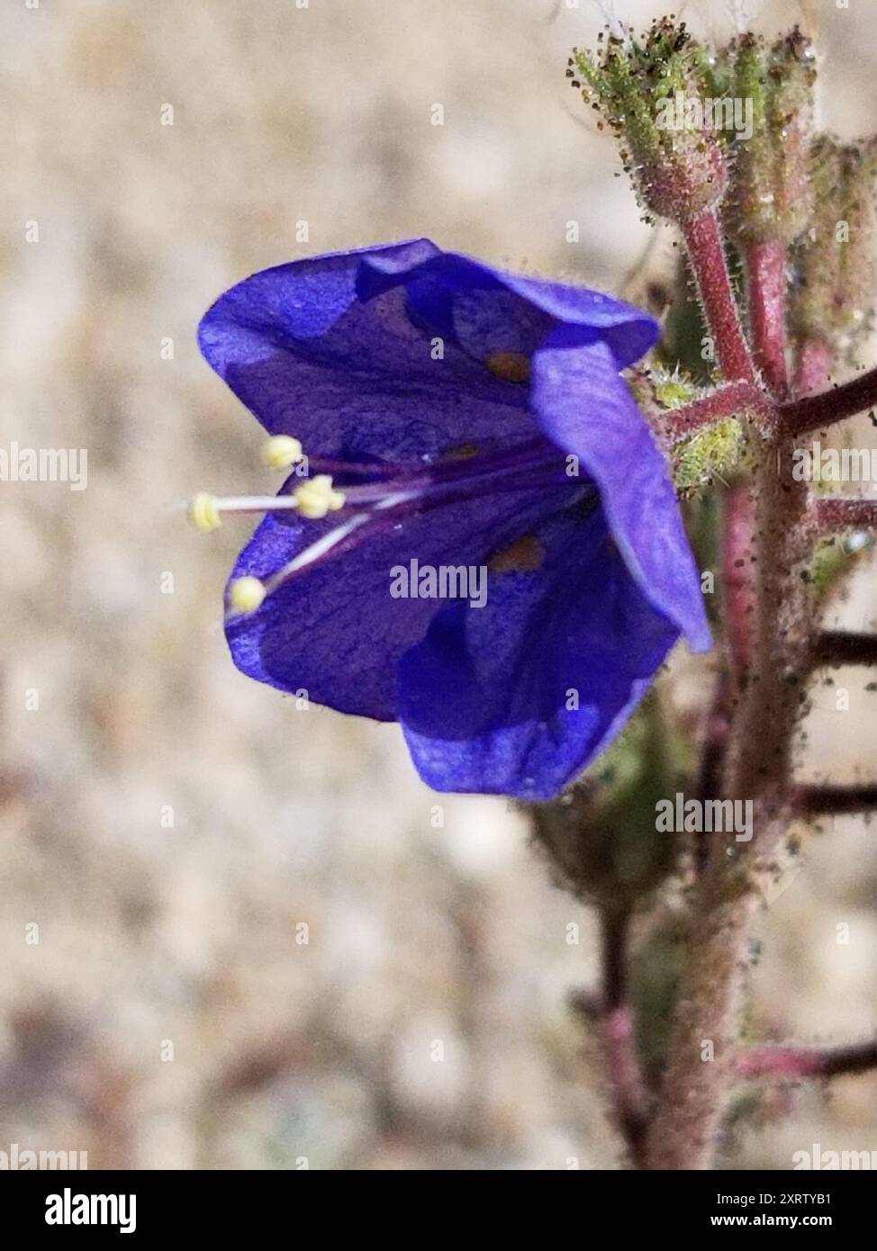 desert bluebells (Phacelia campanularia) Plantae Stock Photo - Alamy
