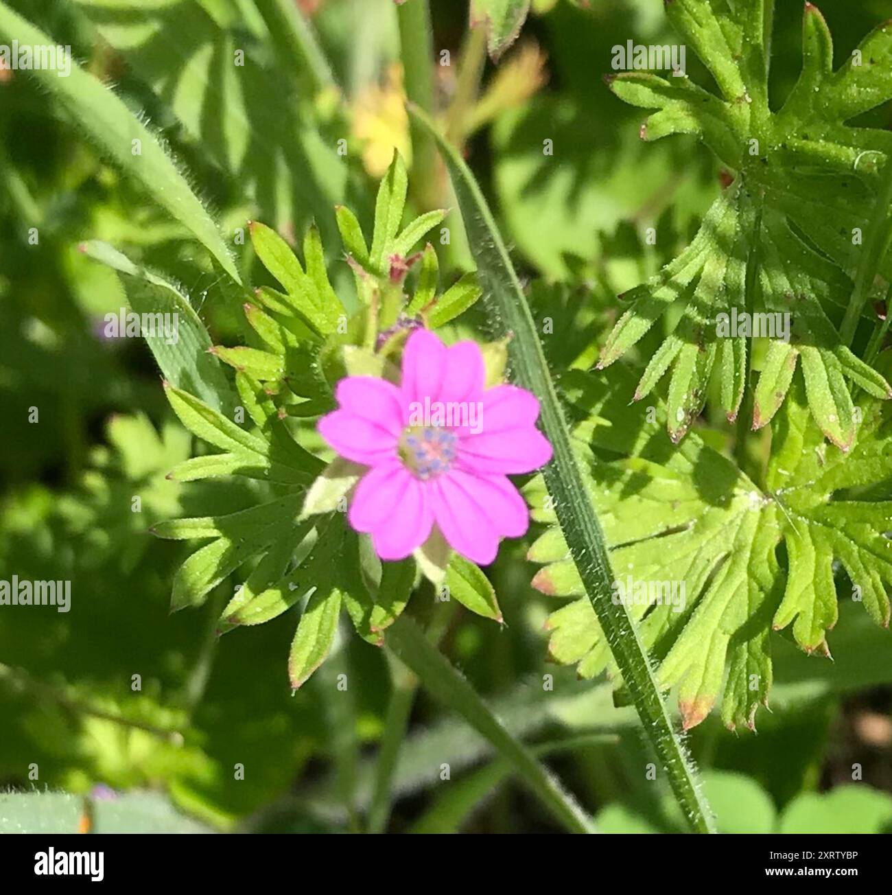Cut-leaved crane's-bill (Geranium dissectum) Plantae Stock Photo - Alamy