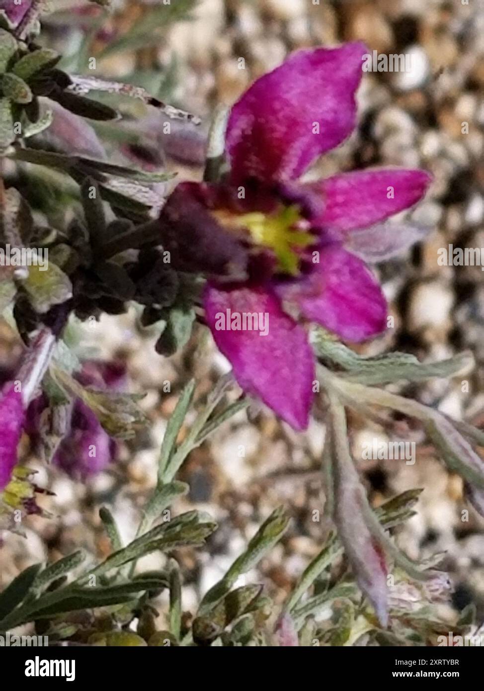 Littleleaf Rhatany (Krameria erecta) Plantae Stock Photo - Alamy