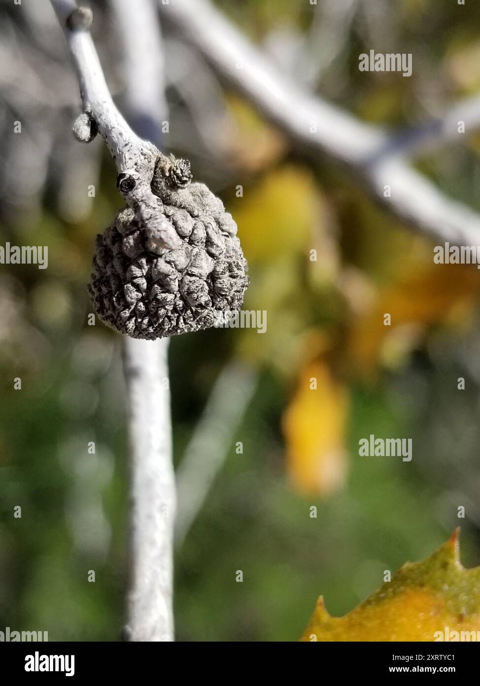 Muller's oak (Quercus cornelius-mulleri) Plantae Stock Photo - Alamy