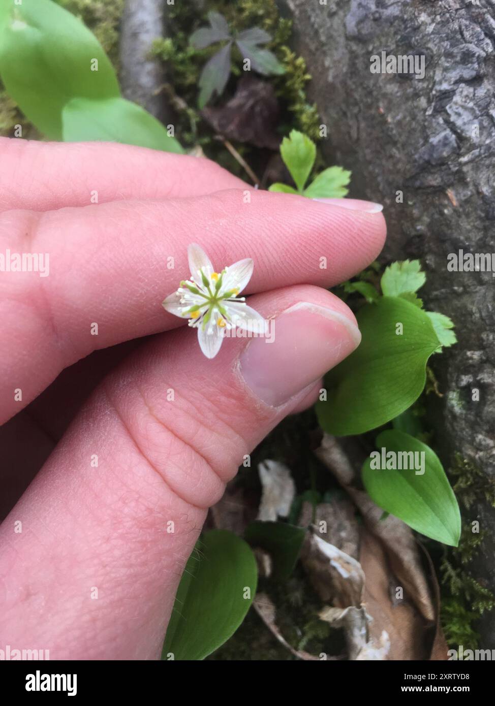 threeleaf goldthread (Coptis trifolia) Plantae Stock Photo - Alamy