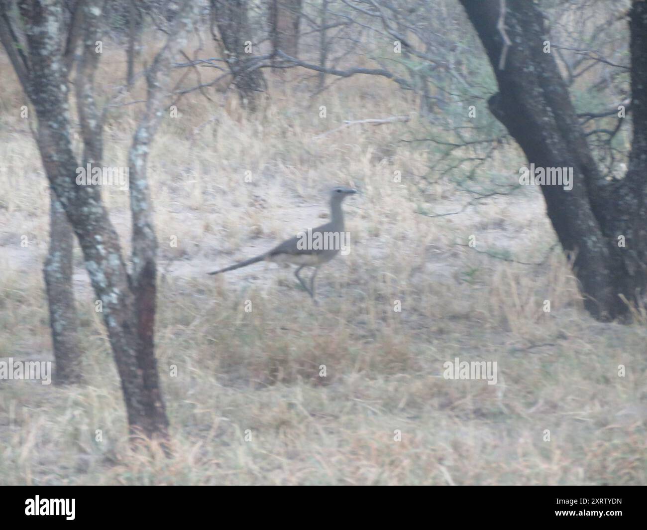 Black-legged Seriema (Chunga burmeisteri) Aves Stock Photo - Alamy
