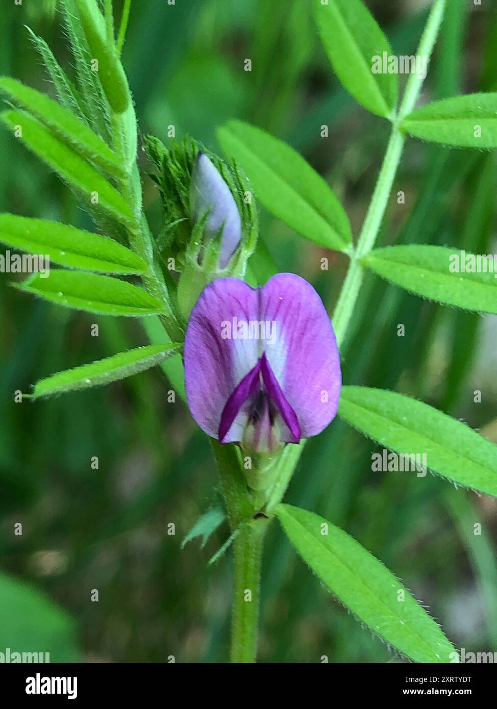 Common Vetch (Vicia sativa) Plantae Stock Photo - Alamy