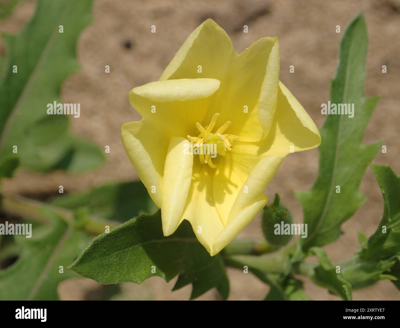 cutleaf evening primrose (Oenothera laciniata) Plantae Stock Photo - Alamy
