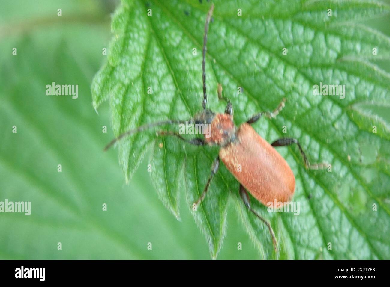 Welsh Oak Longhorn Beetle (Pyrrhidium sanguineum) Insecta Stock Photo ...