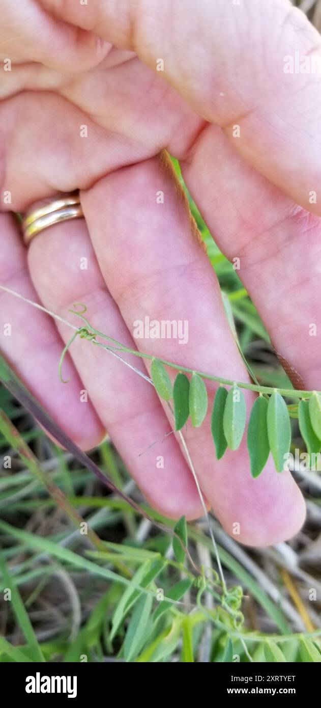 slender vetch (Vicia ludoviciana) Plantae Stock Photo - Alamy