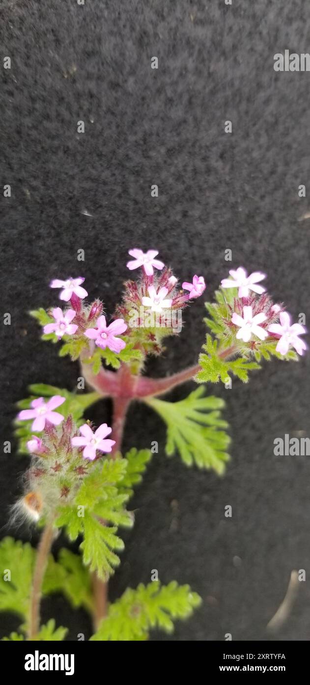 Dwarf Verbena (Glandularia pumila) Plantae Stock Photo - Alamy