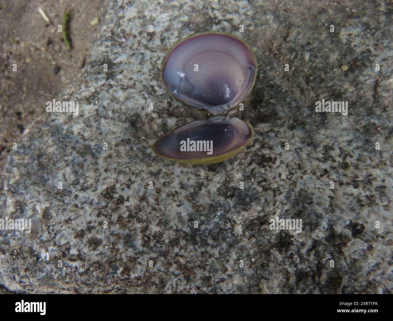 Asian Clam (Corbicula fluminea) Mollusca Stock Photo - Alamy
