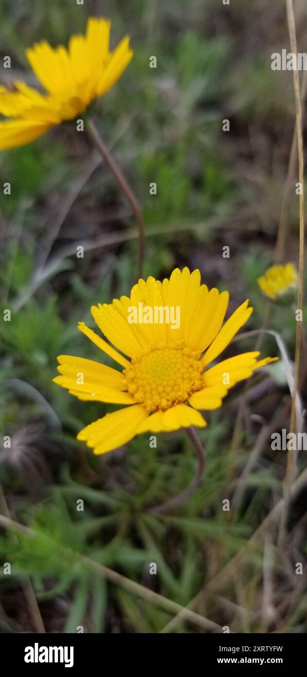 Stemmy Four-nerved Daisy (Tetraneuris scaposa) Plantae Stock Photo - Alamy