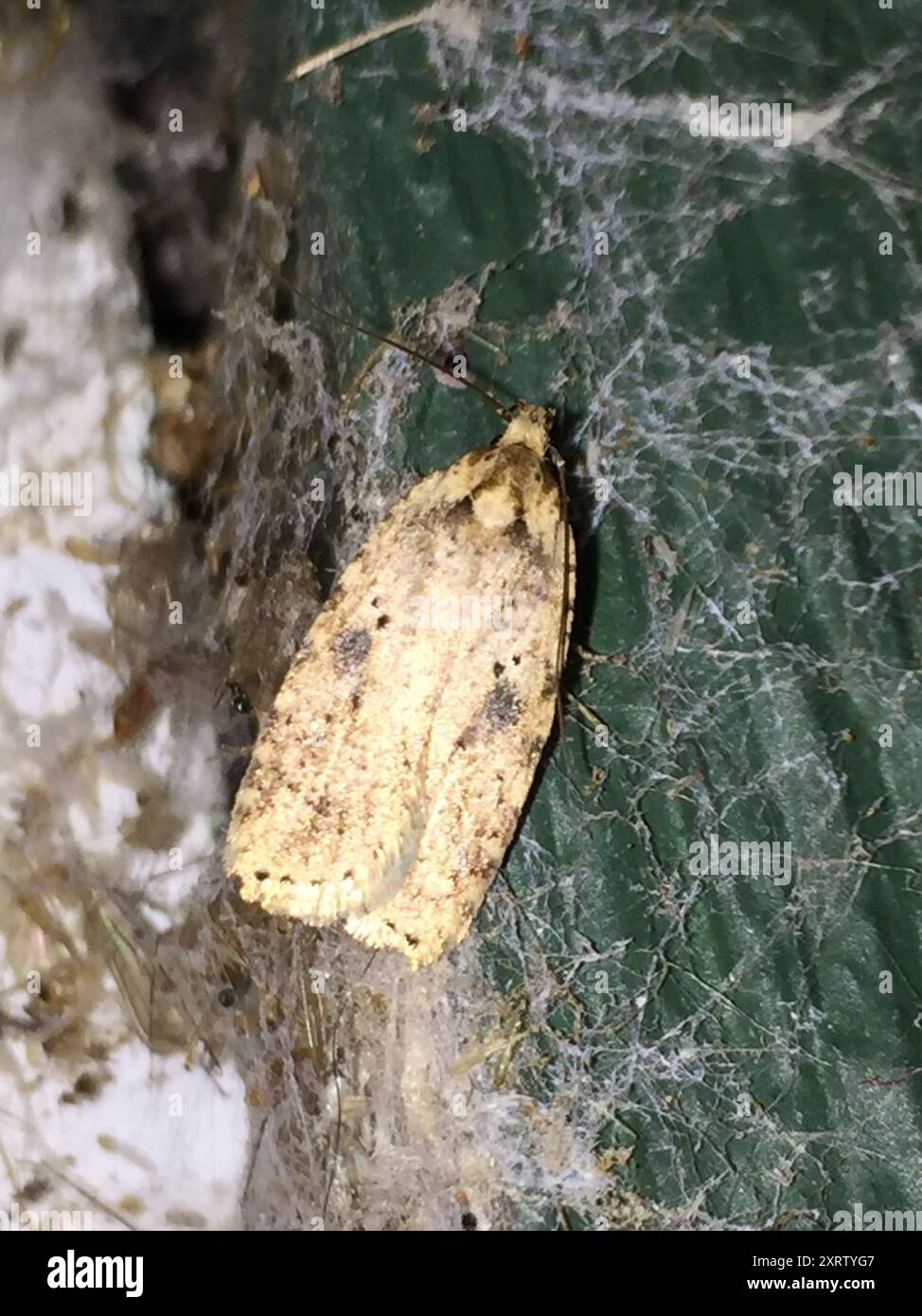 Canadian Agonopterix Moth (Agonopterix canadensis) Insecta Stock Photo ...
