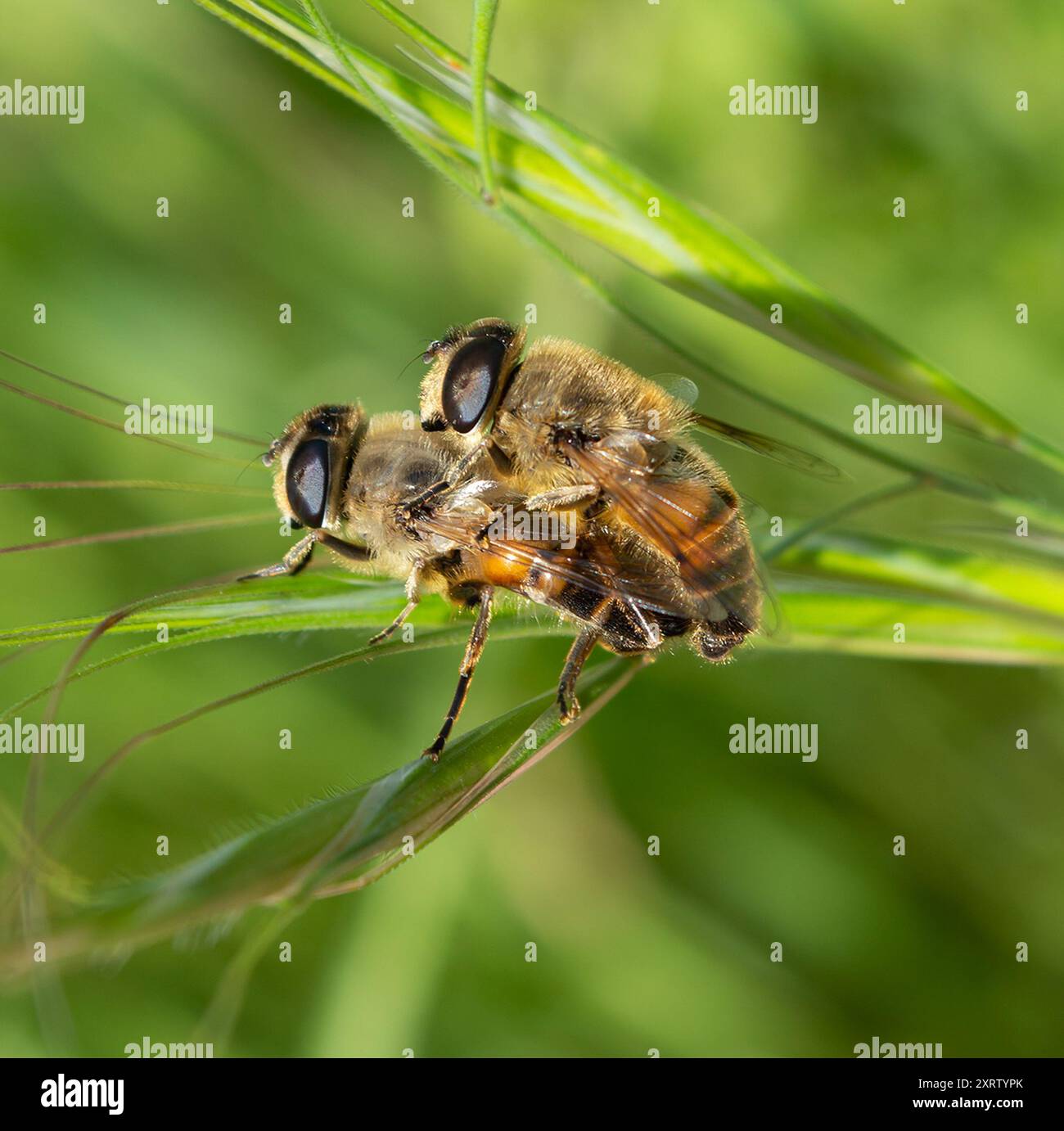 Common Drone Fly (Eristalis tenax) Insecta Stock Photo - Alamy