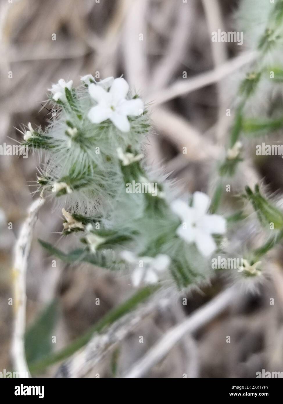 Clearwater cryptantha (Cryptantha intermedia) Plantae Stock Photo - Alamy