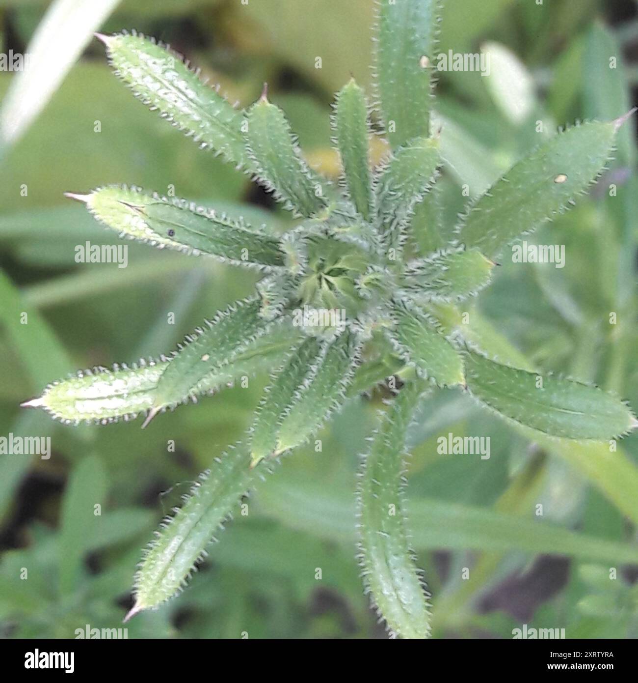 catchweed bedstraw (Galium aparine) Plantae Stock Photo - Alamy