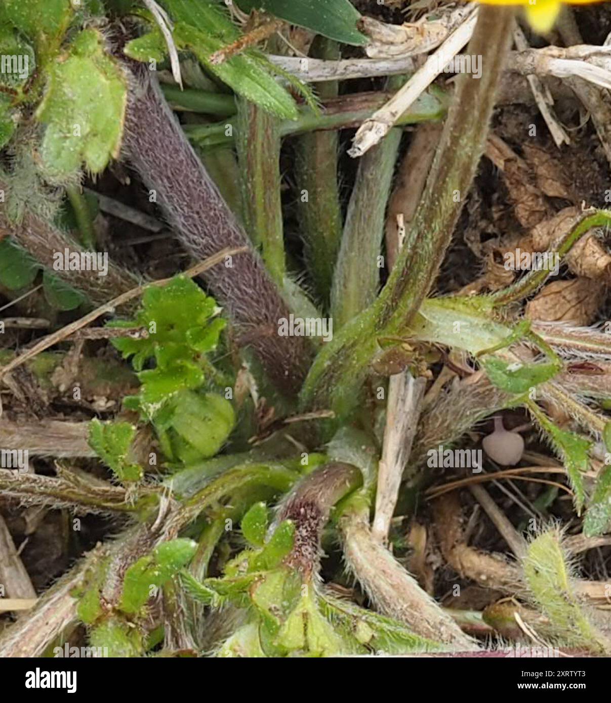bulbous buttercup (Ranunculus bulbosus) Plantae Stock Photo - Alamy