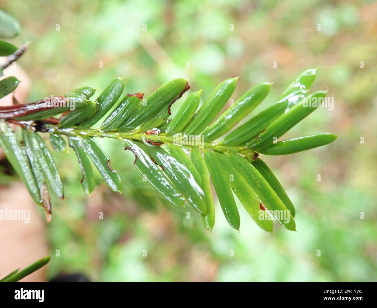 Pacific yew (Taxus brevifolia) Plantae Stock Photo - Alamy