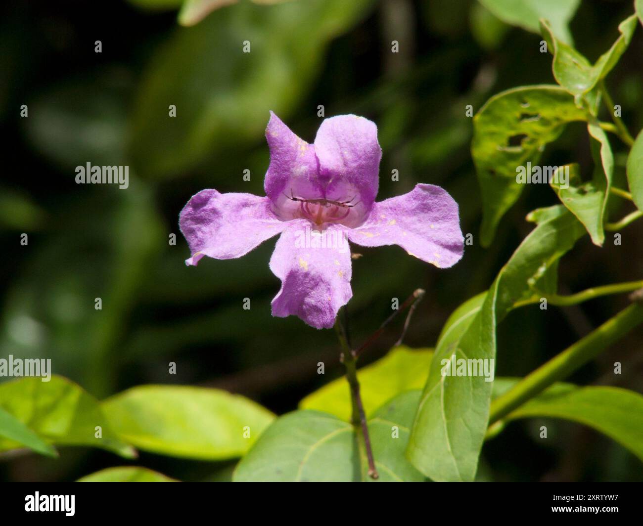 bignonia family (Bignoniaceae) Plantae Stock Photo - Alamy